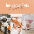 Instagram Pets You Should Be Following | The 411 | PLT