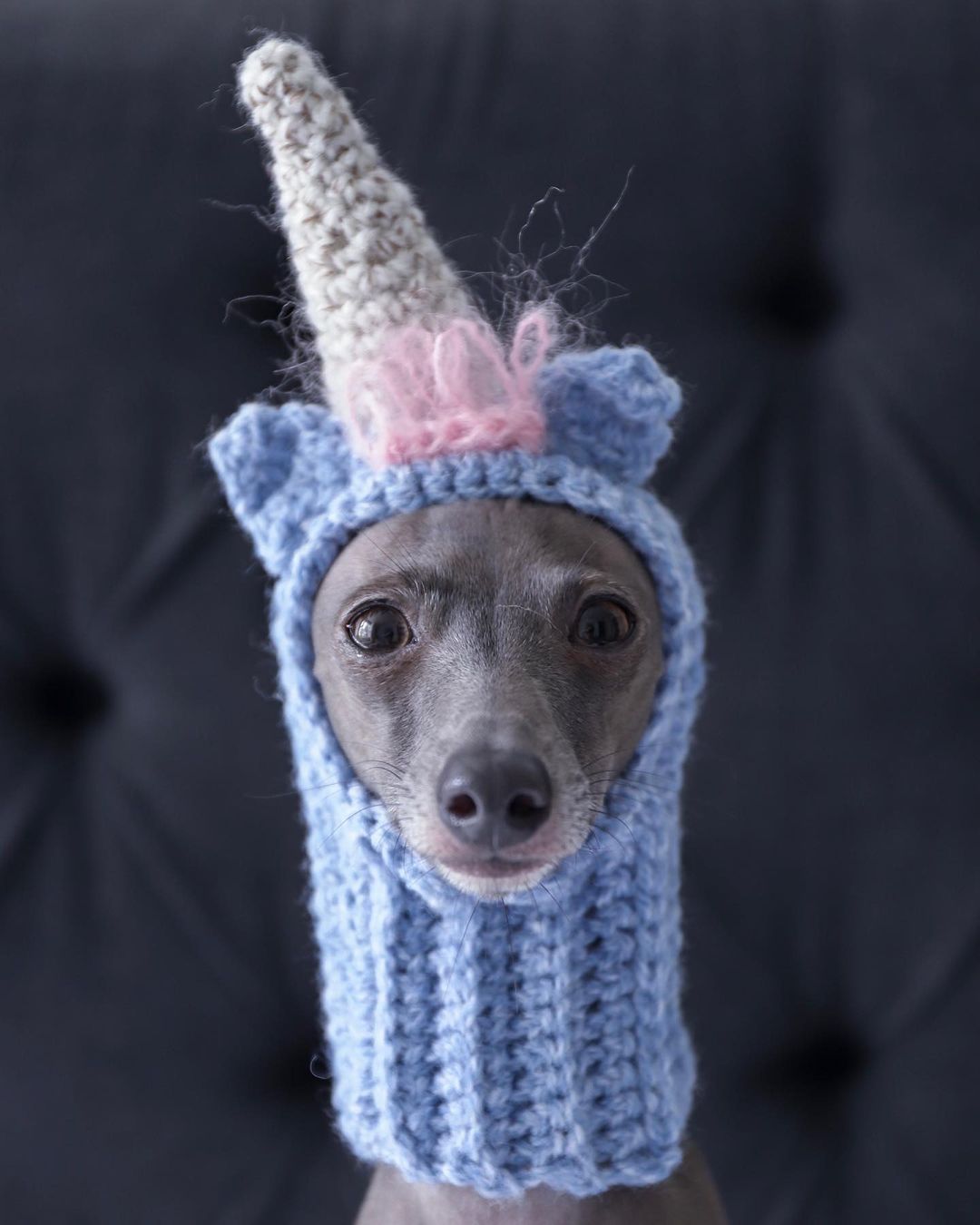 Instagram Pets You Should Be Following | The 411 | PLT