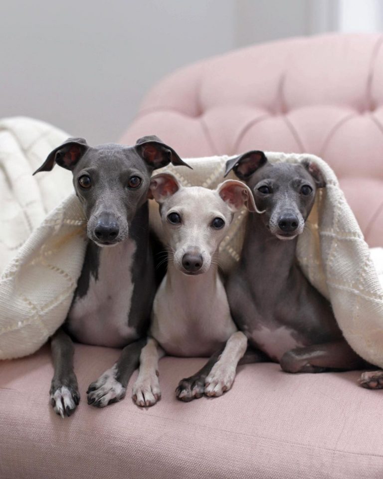 Instagram Pets You Should Be Following | The 411 | PLT