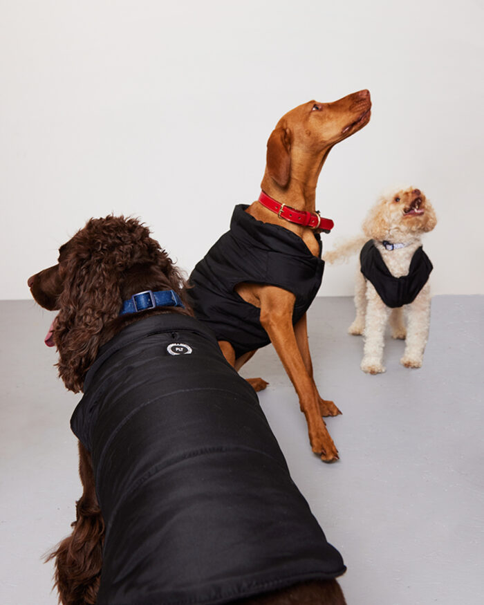 Behind The Scenes Of PLT Pet | The 411 | PLT