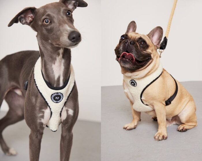 PLT Pet Collection | The 411 | PLT