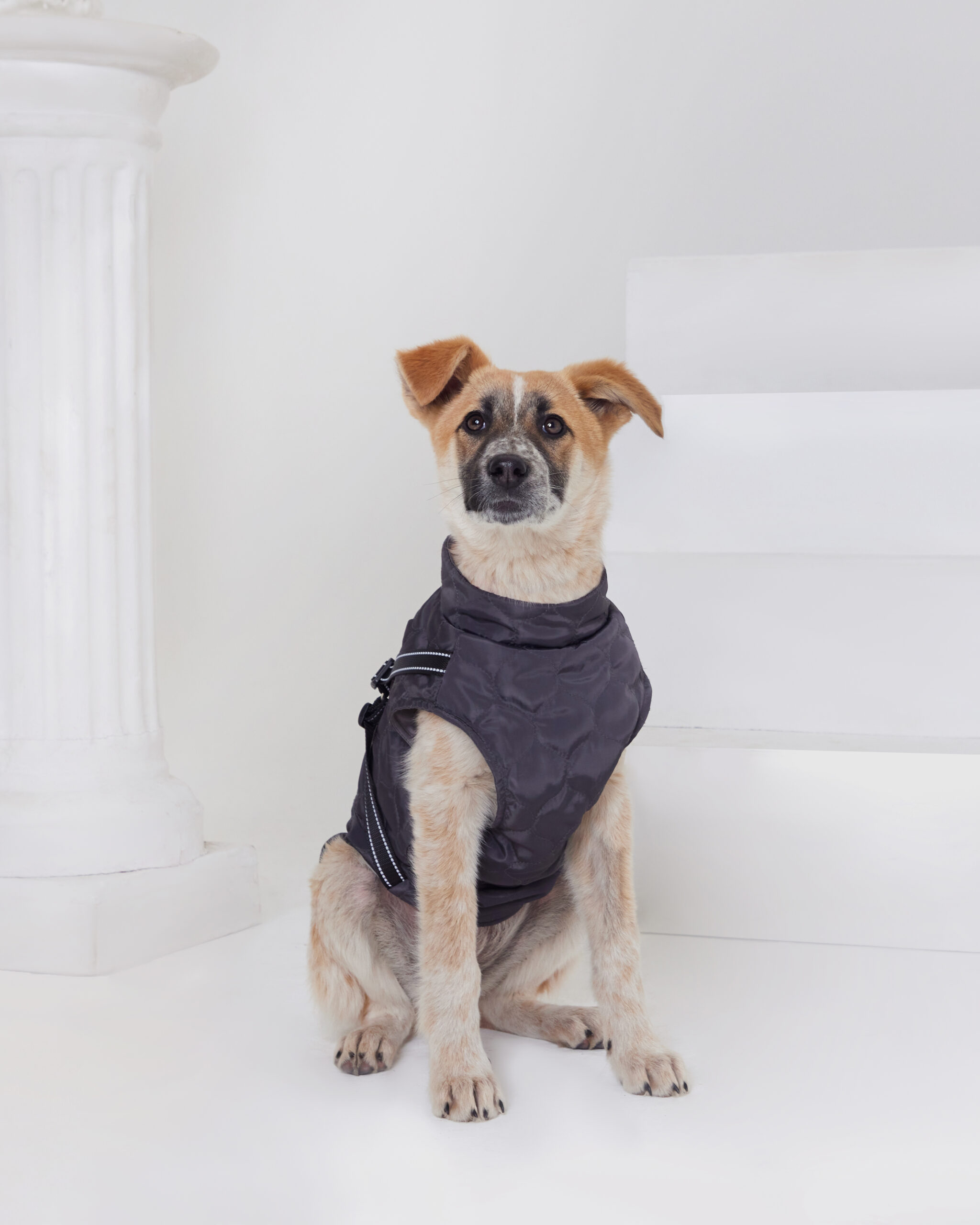PLT Pet Rehome | The 411 | PLT