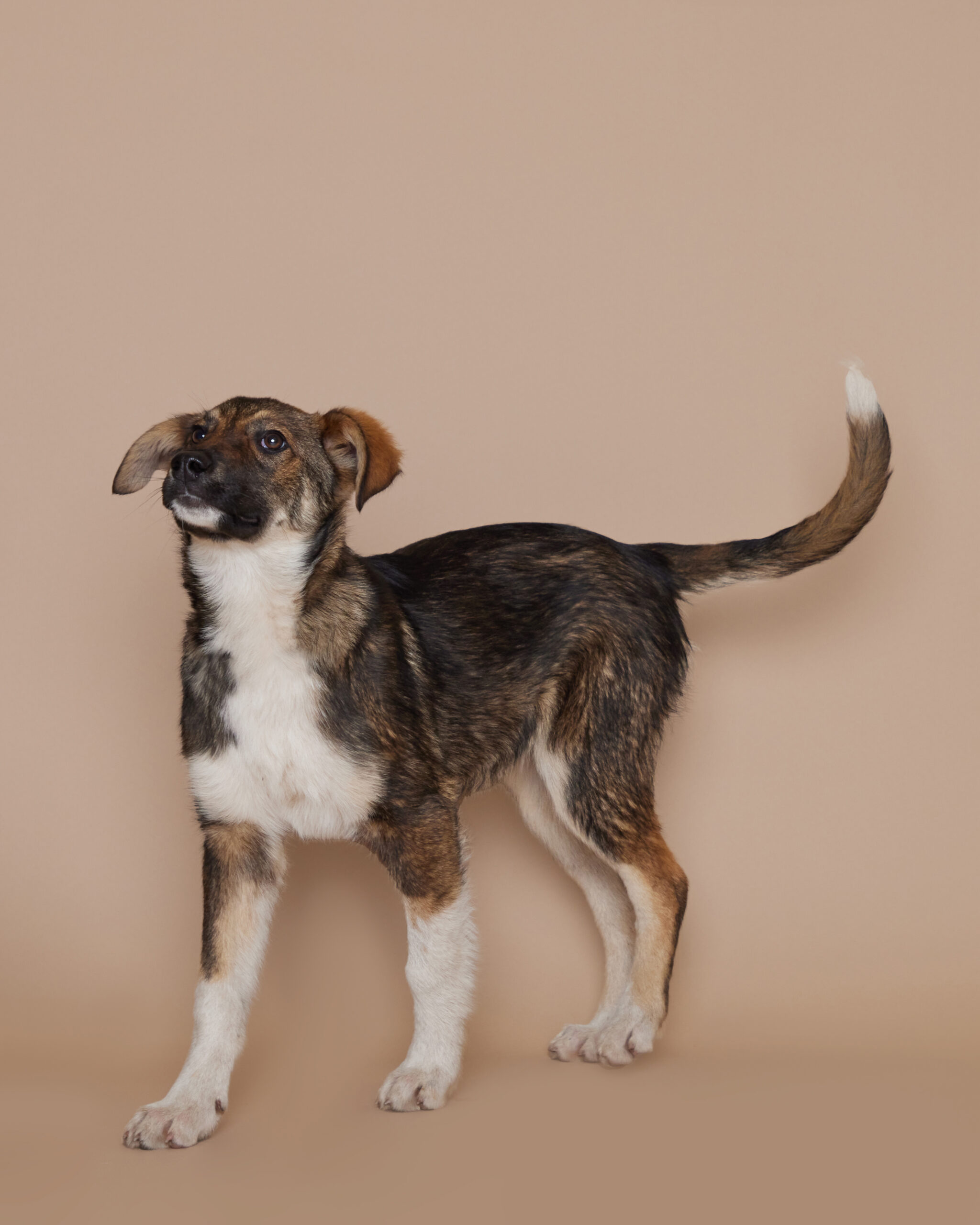 PLT Pet Rehome | The 411 | PLT