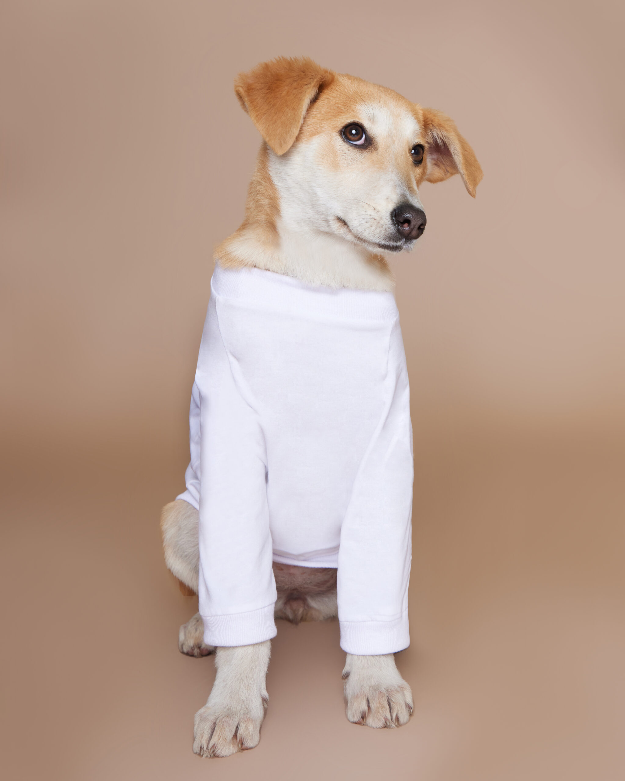 PLT Pet Rehome | The 411 | PLT