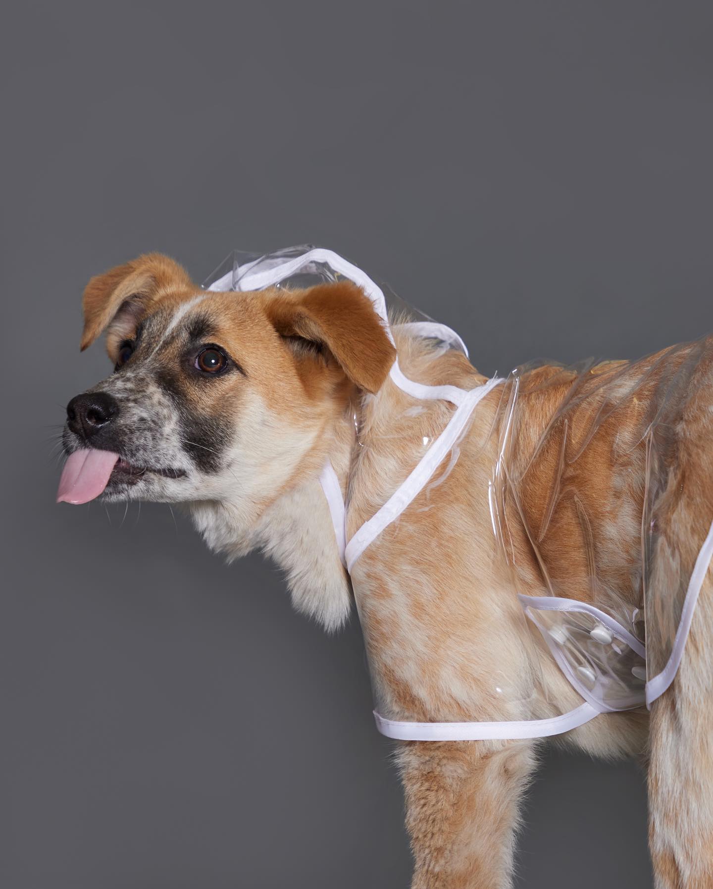PLT Pet Rehome | The 411 | PLT